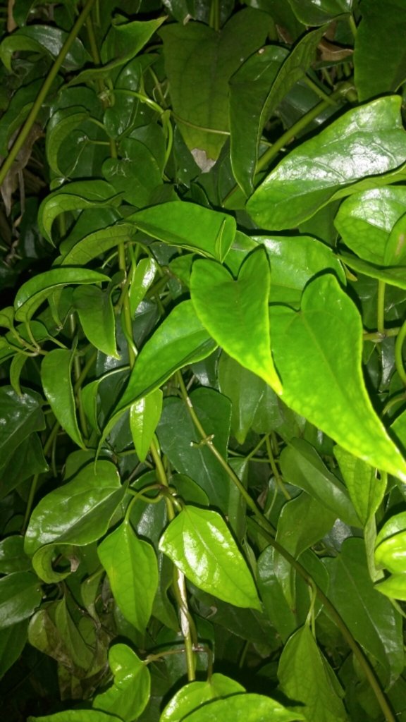 ¿Qué contiene la Tintura de Alecos? | Club Alecos Toluca